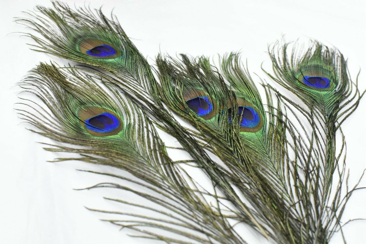 Caprilite UK Online | Long Fascinators Peacock Feathers Millinery Hats ...